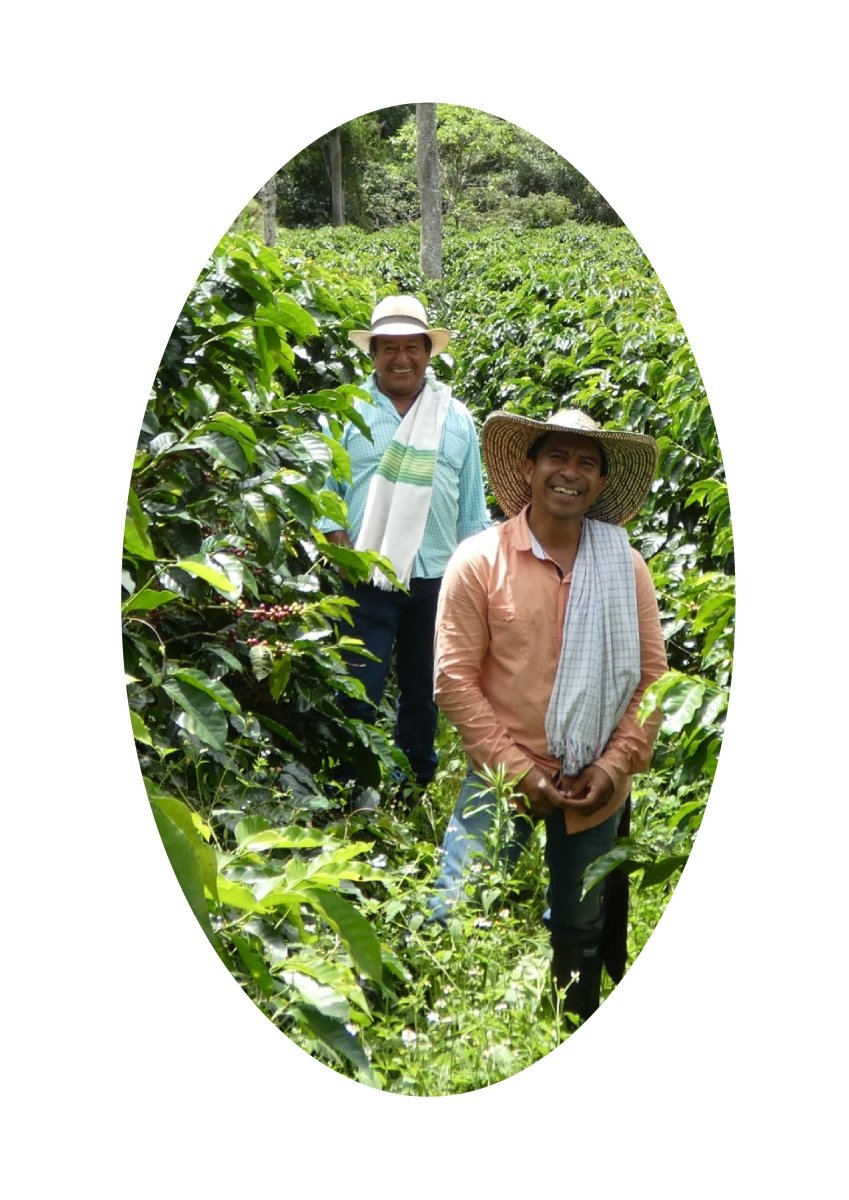 Colombia Popayan Reserve Decaf - Espresso – Vanguard Specialty Coffee ...